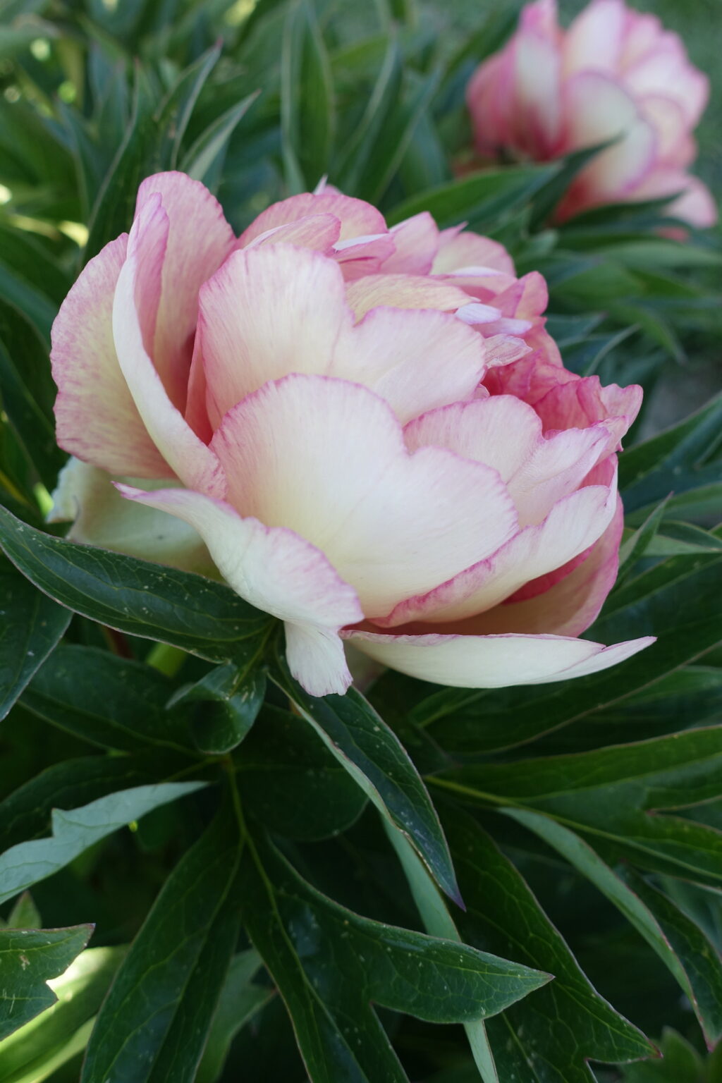 itoh Peony Scrumdidleumptious (Very early) - Green Works - Specialist ...