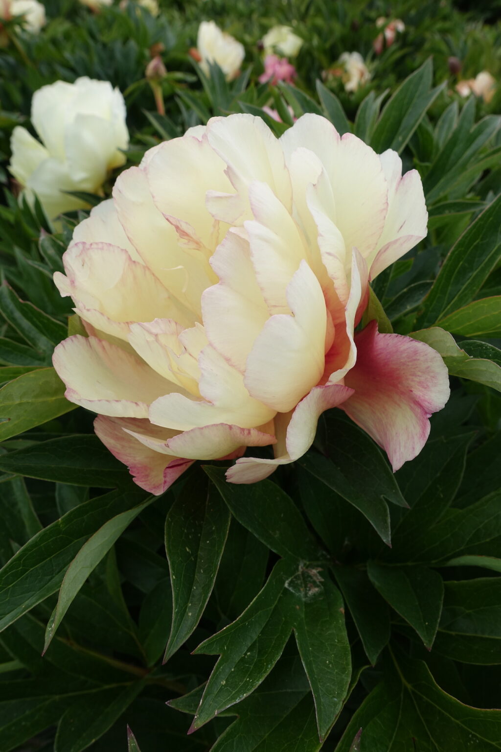 itoh Peony Scrumdidleumptious (Very early) - Green Works - Specialist ...