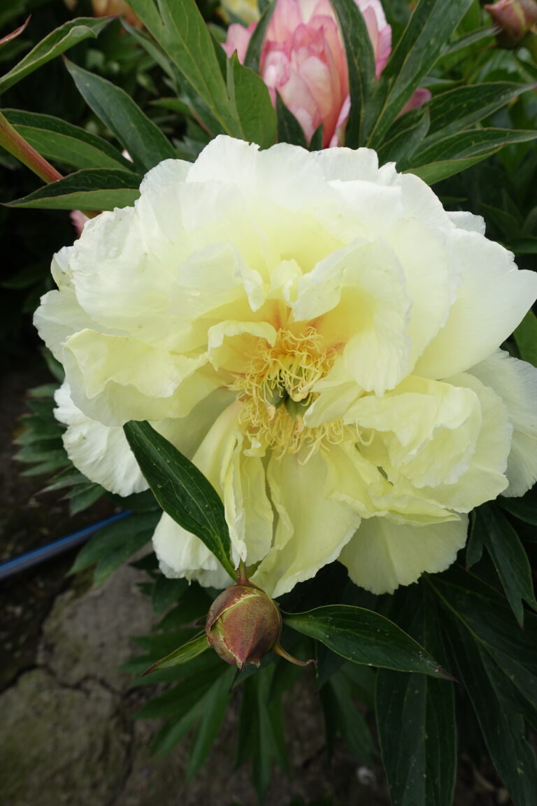 itoh Peony Scrumdidleumptious (Very early) - Green Works - Specialist ...