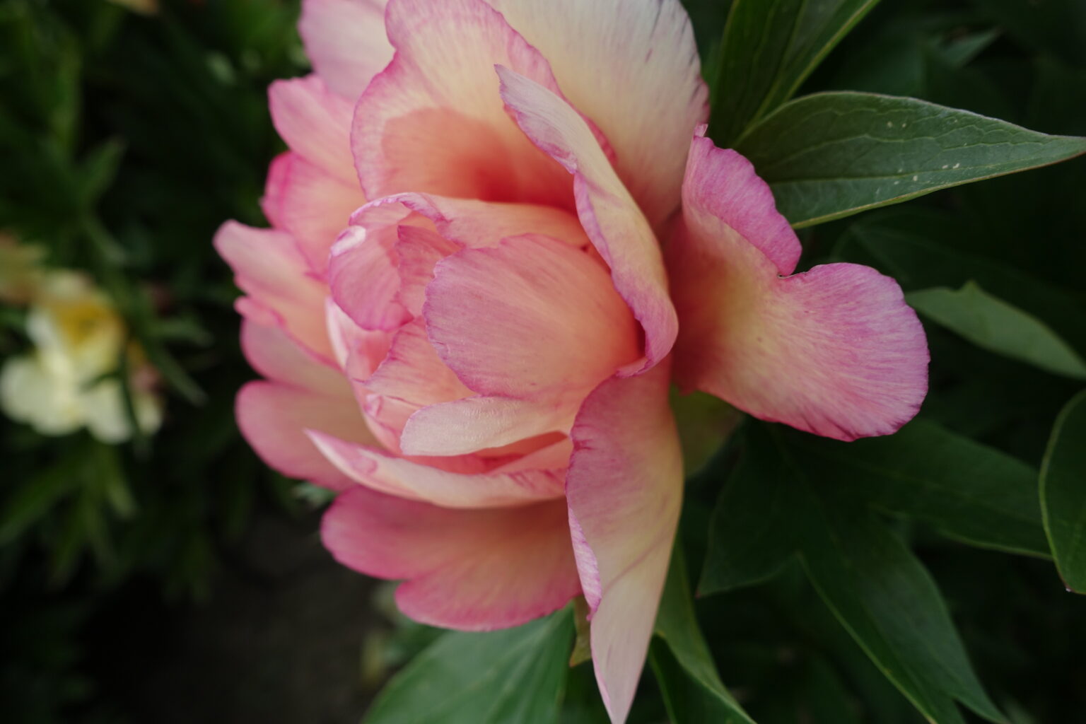 itoh Peony Scrumdidleumptious (Very early) - Green Works - Specialist ...