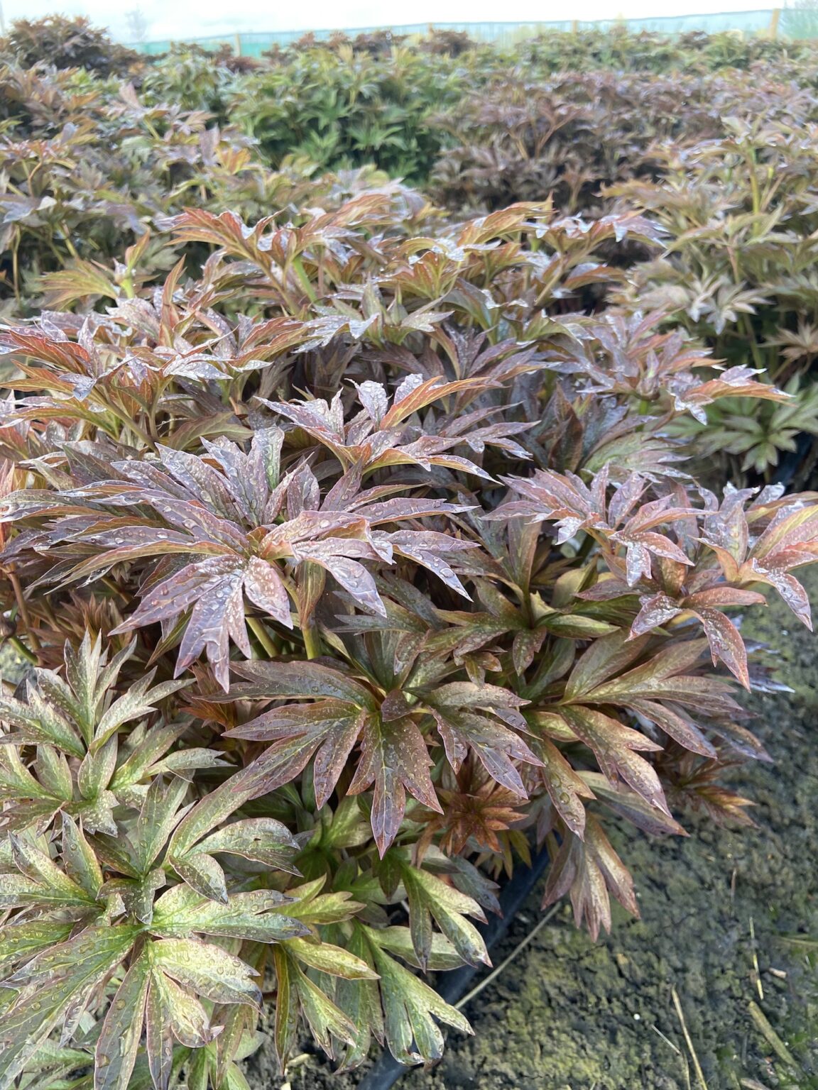 itoh Peony Scrumdidleumptious (Very early) - Green Works - Specialist ...
