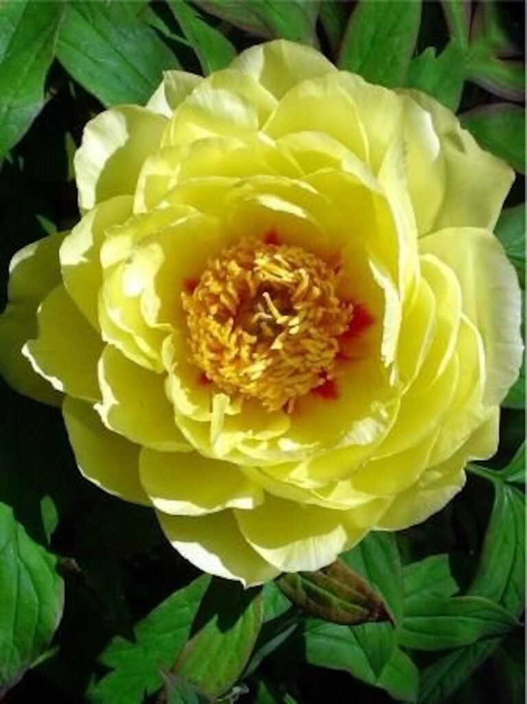 itoh Peony Yellow Waterlily (Mid.) - Green Works - Specialist in Peonies