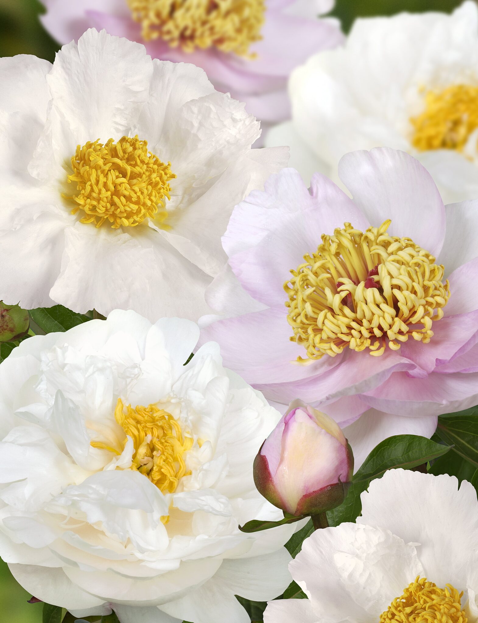 Peony Combinations - Green Works - Specialist in Peonies