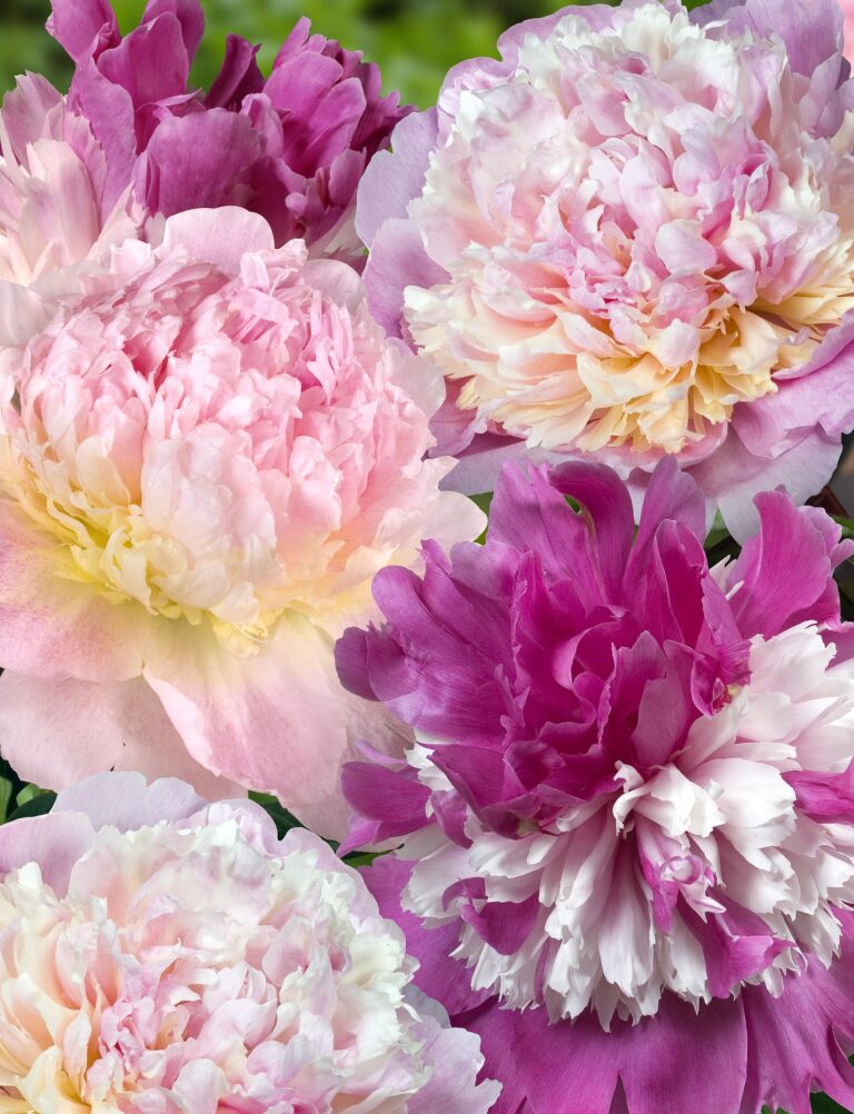 Peony Combinations - Green Works - Specialist in Peonies