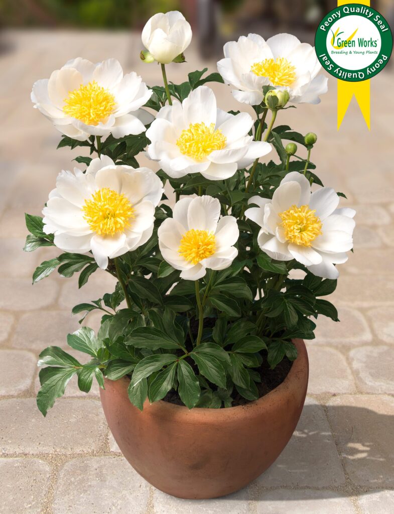 Patio Peony™ Oslo (Very early) - Green Works - Specialist in Peonies