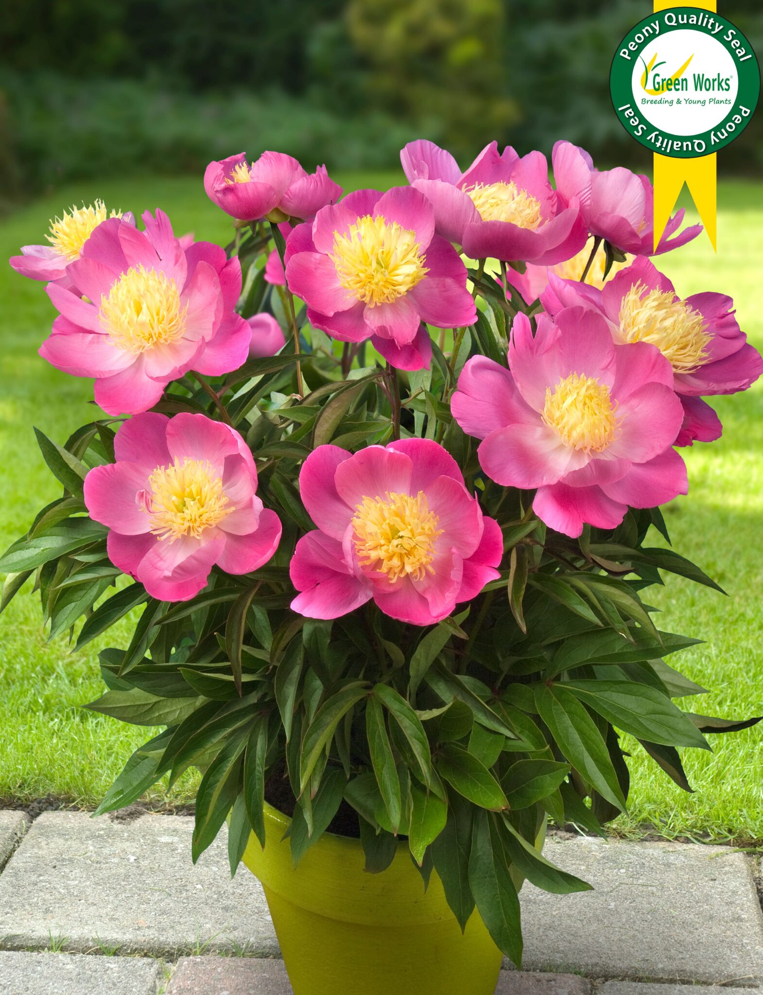 Patio Peony™ Dublin (Late) - Green Works - Specialist in Peonies