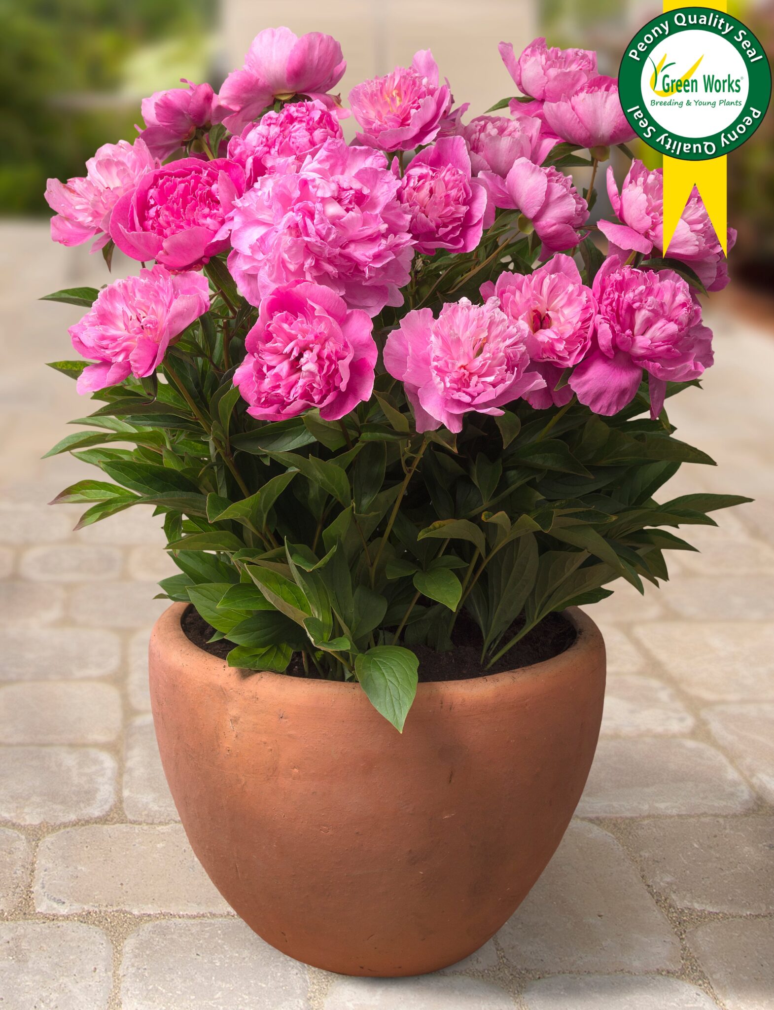 Pot Plants - Green Works - Specialist in Pot Plants