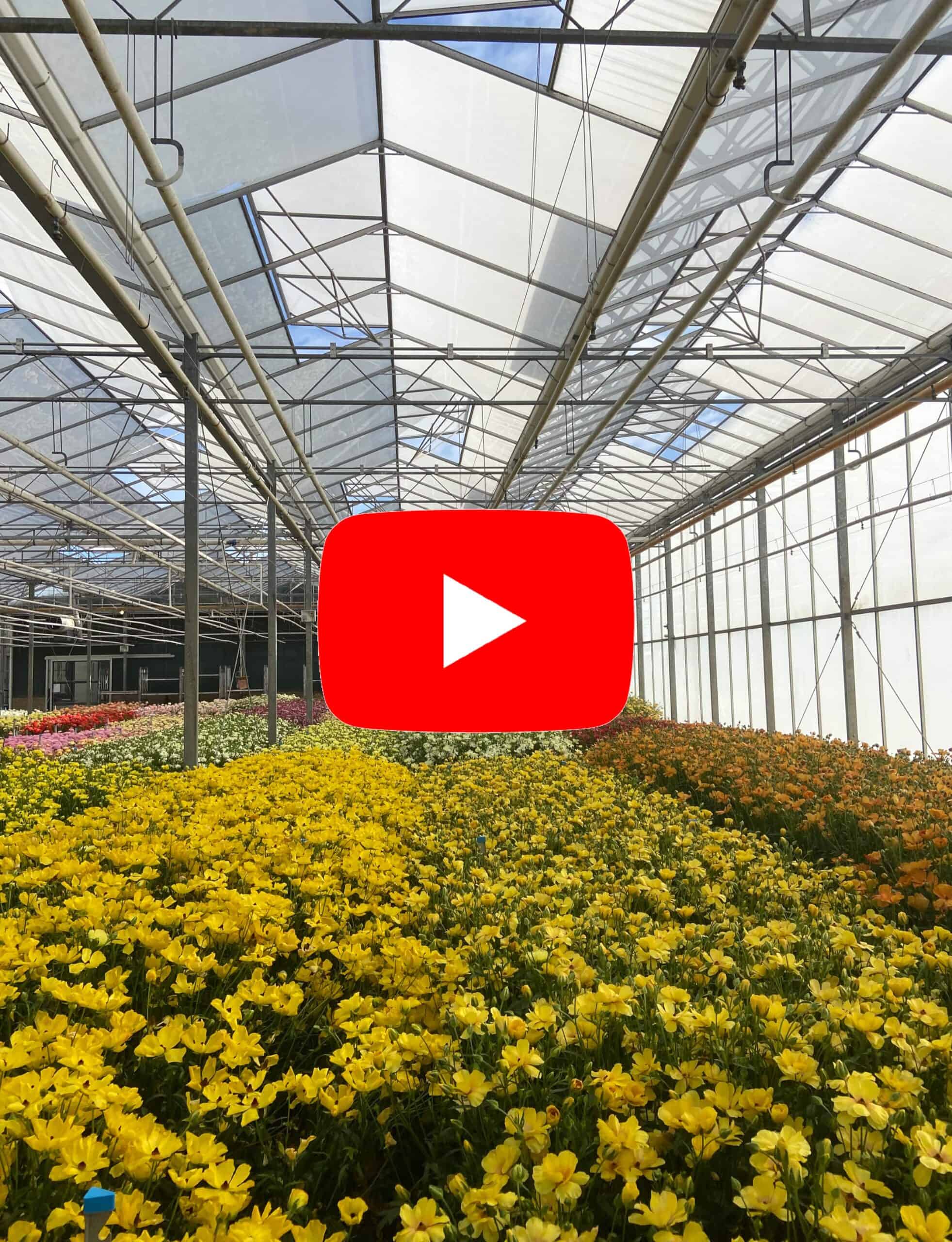 Ranunculus - Green Works - Specialist in Ranunculus