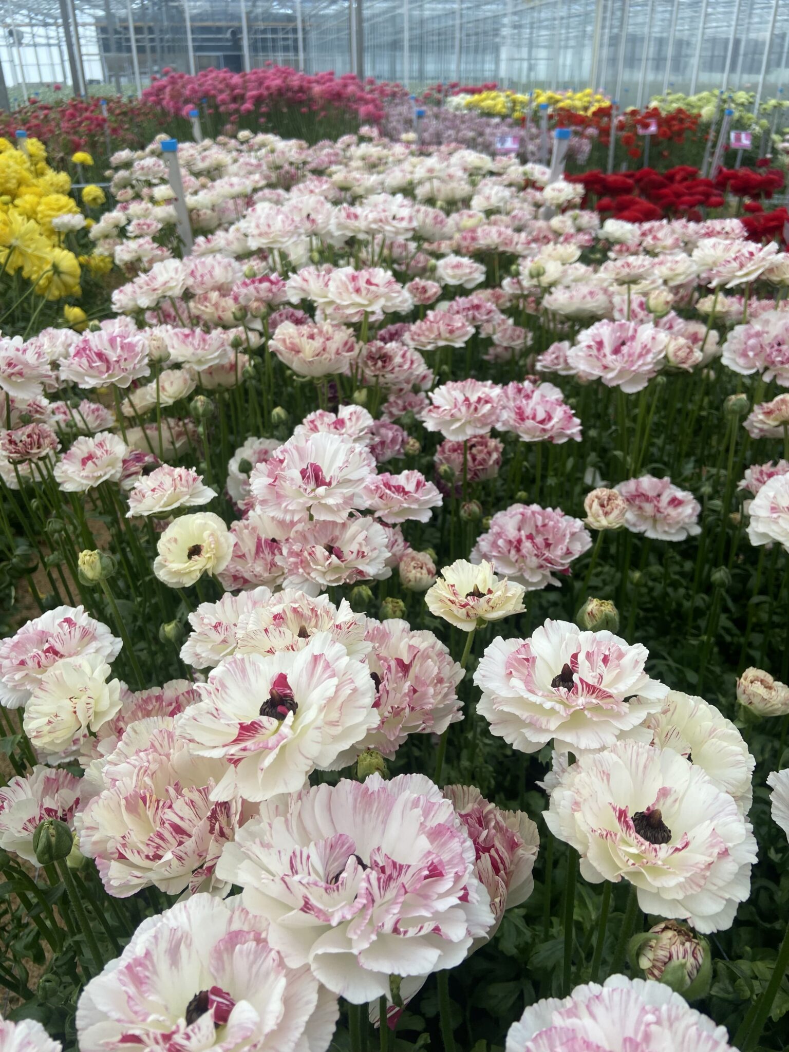 Ranunculus Brushmark Cesar® - Green Works - Specialist in Ranunculus