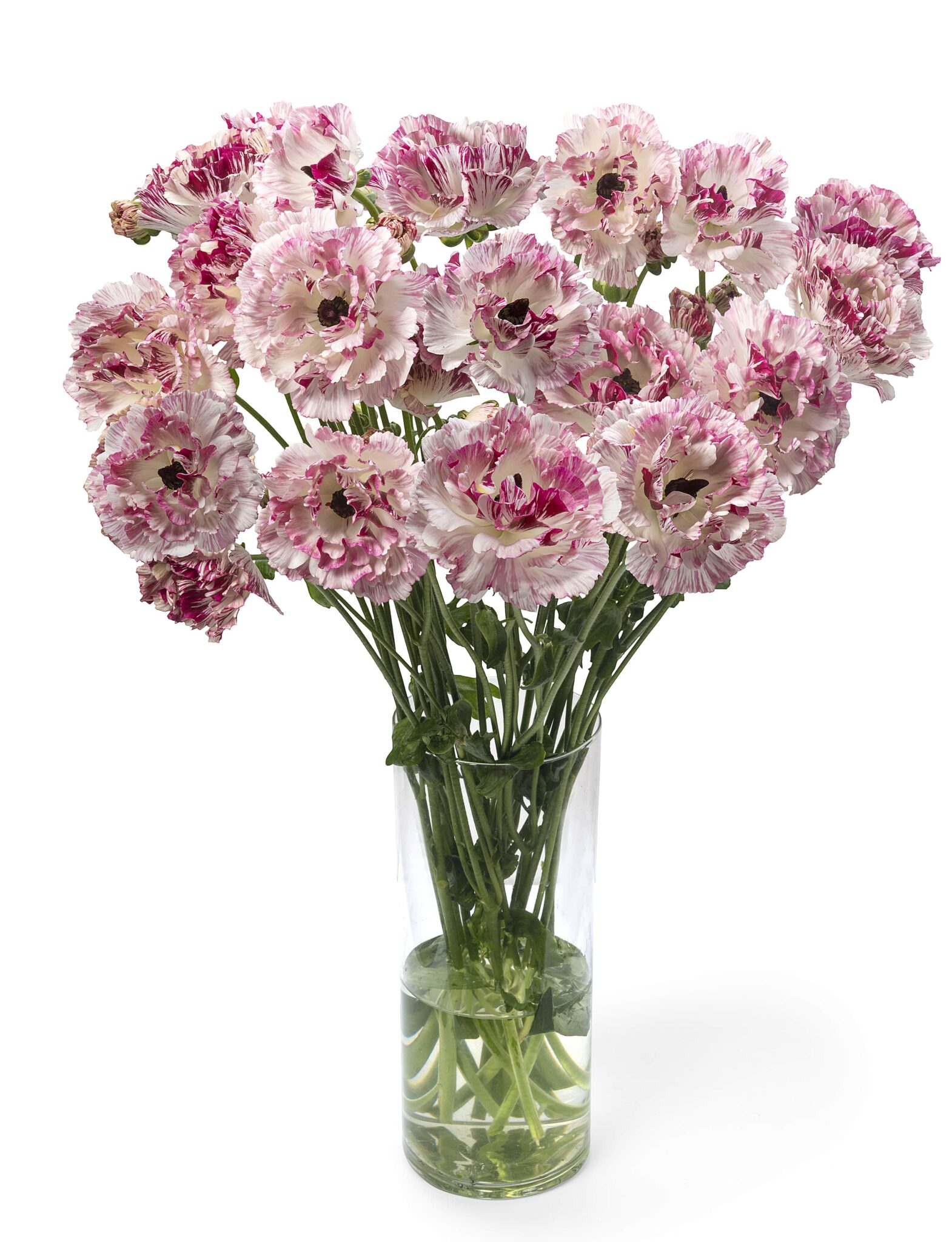 Ranunculus Novelties (Cut flower) - Green Works - Specialist in Ranunculus