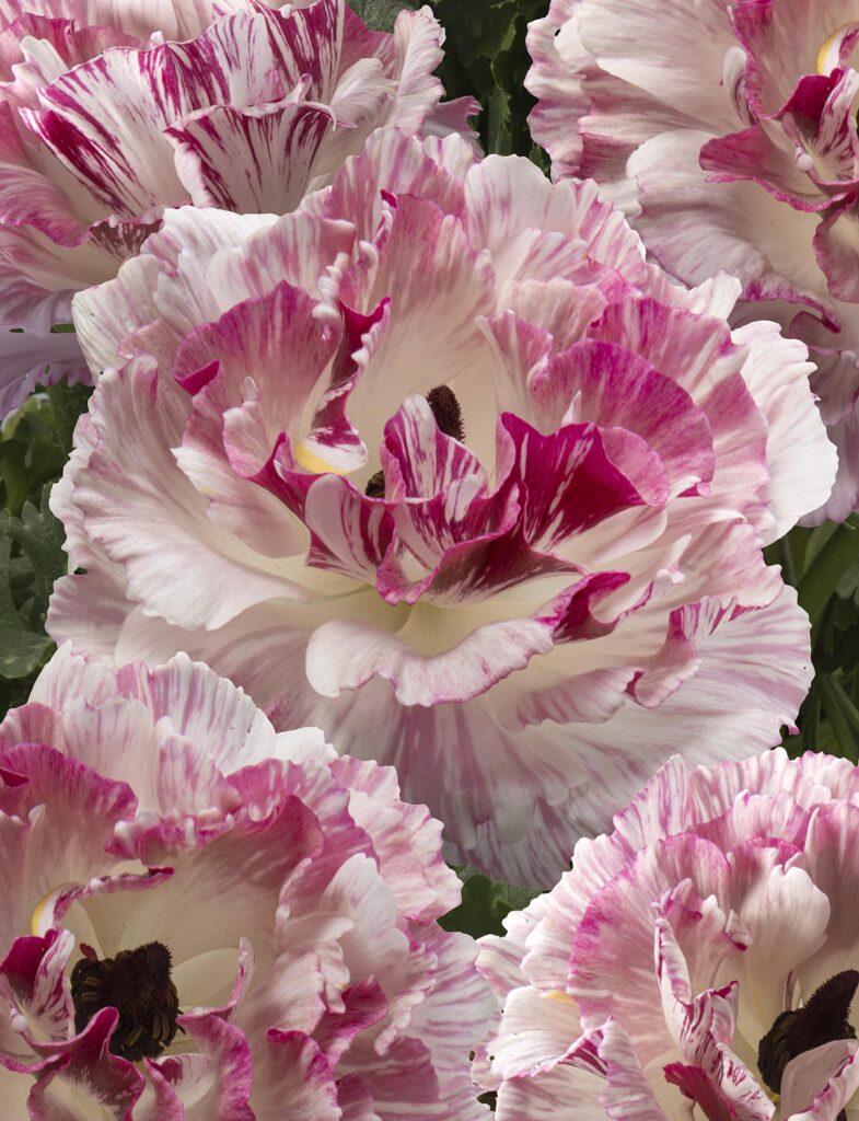 Ranunculus Brushmark Cesar® - Green Works - Specialist in Ranunculus