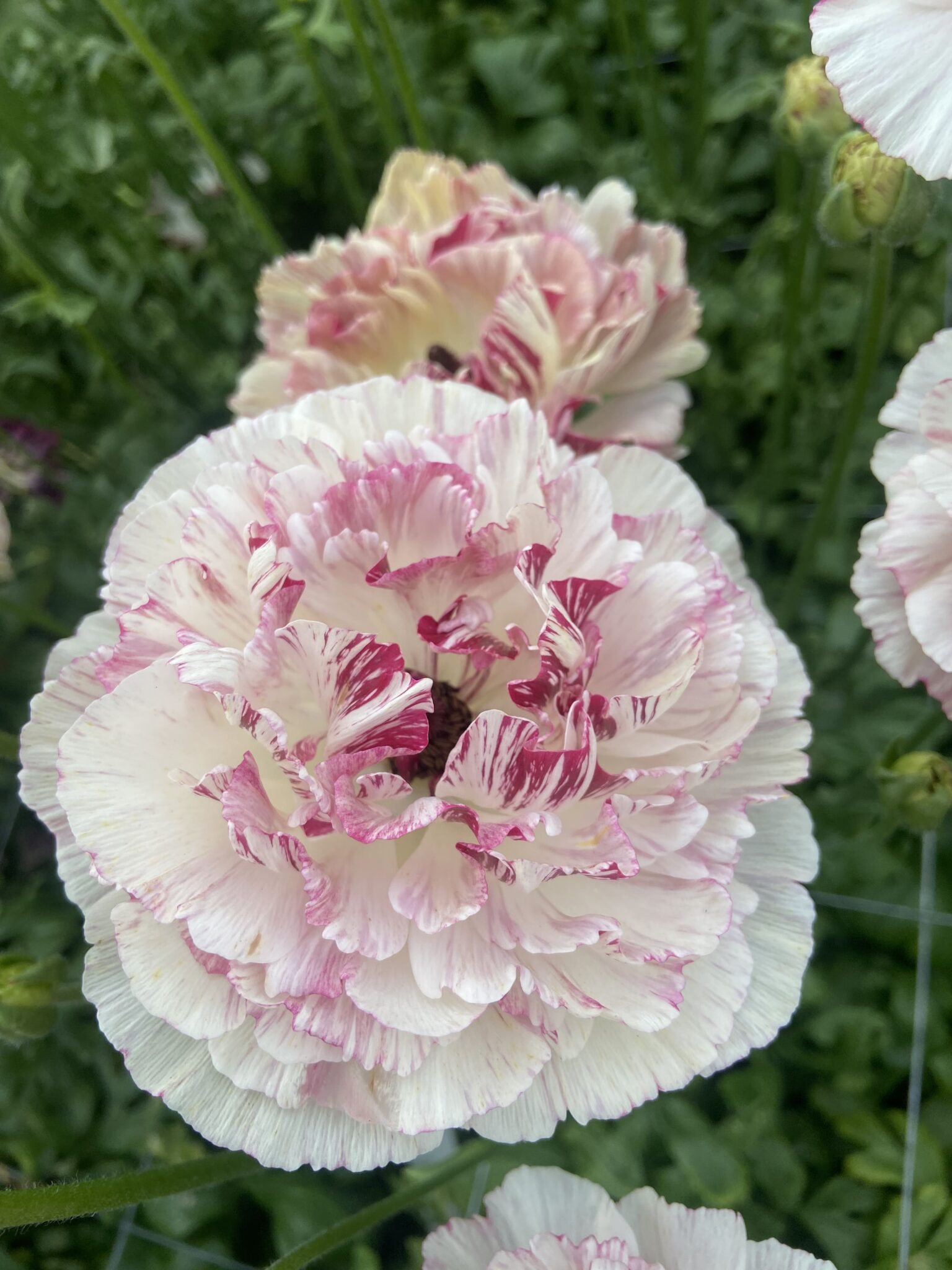 Ranunculus Brushmark Cesar® - Green Works - Specialist in Ranunculus