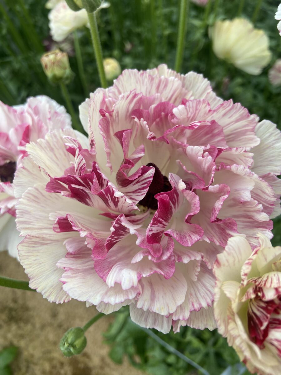 Ranunculus Brushmark Cesar® - Green Works - Specialist in Ranunculus