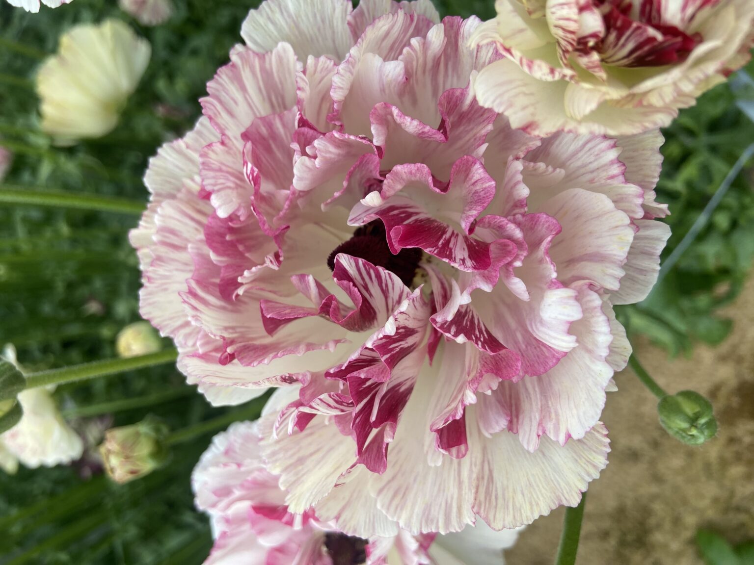 Ranunculus Brushmark Cesar® - Green Works - Specialist in Ranunculus