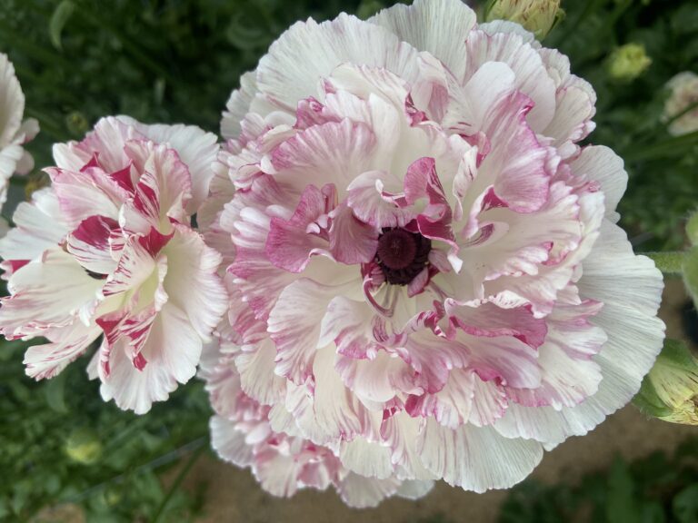 Ranunculus Brushmark Cesar® - Green Works - Specialist in Ranunculus