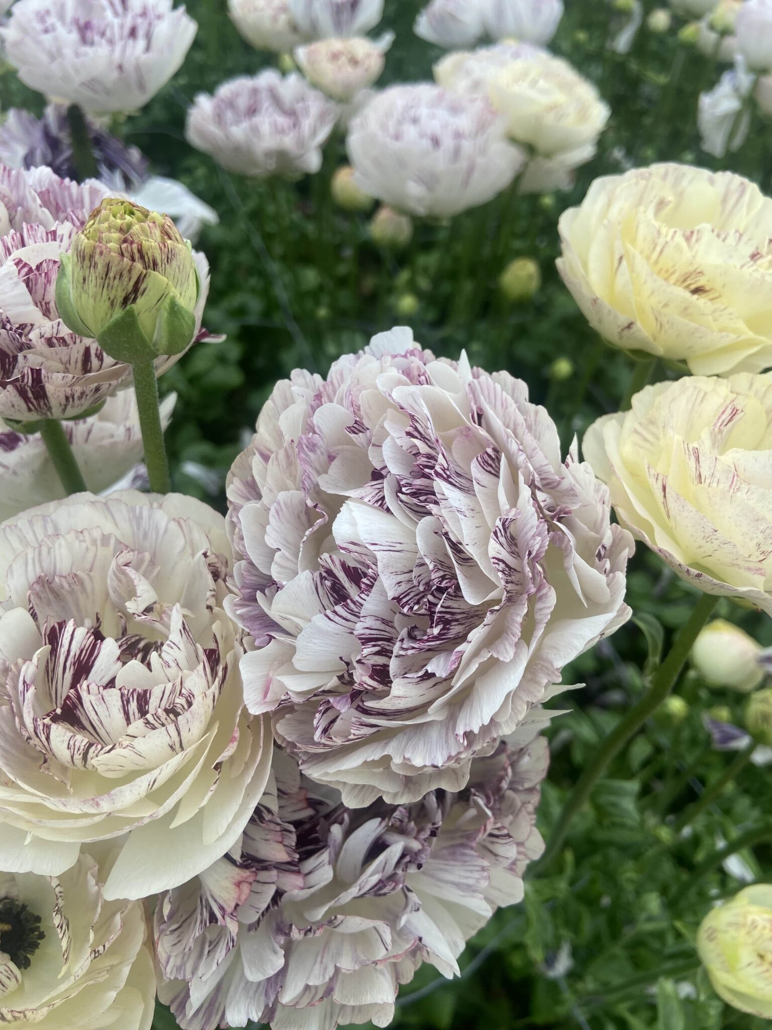 Ranunculus Brushmark Galthie® - Green Works - Specialist in Ranunculus