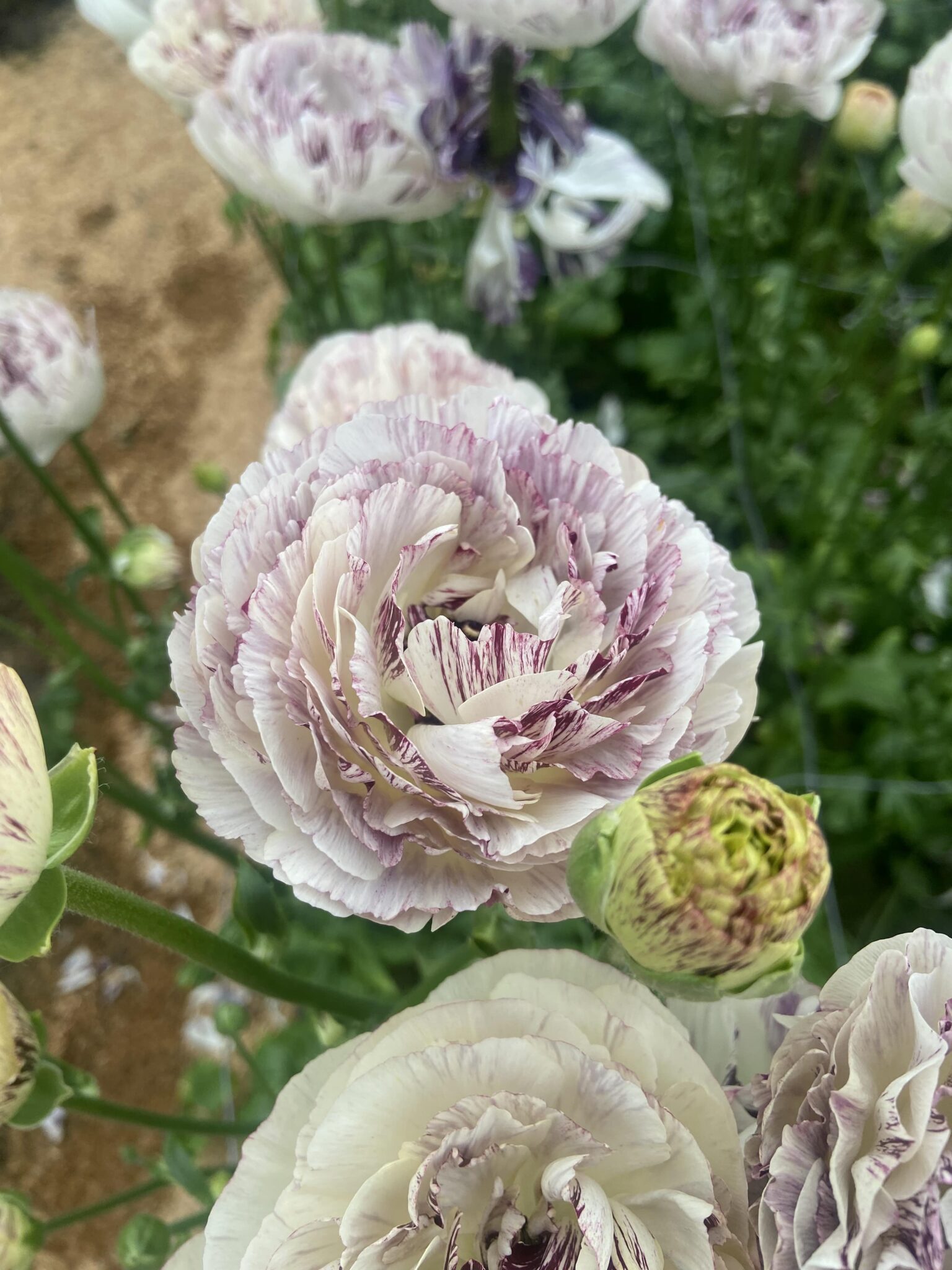 Ranunculus Brushmark Galthie® - Green Works - Specialist in Ranunculus