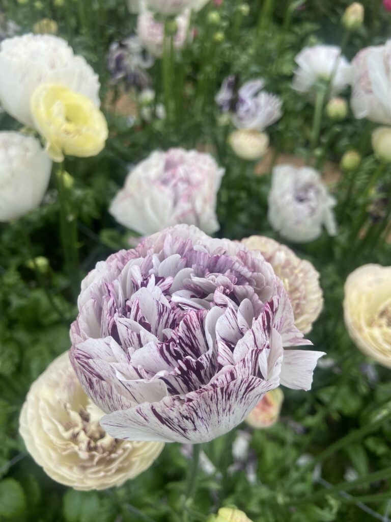 Ranunculus Brushmark Galthie® - Green Works - Specialist in Ranunculus