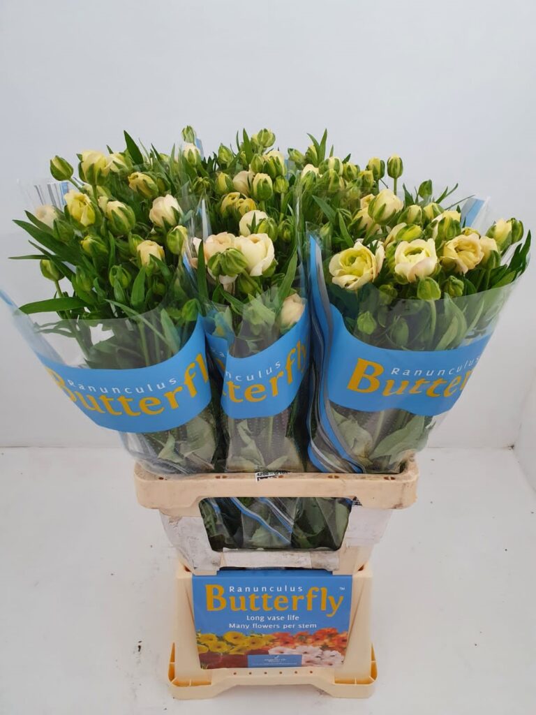 Ranunculus Butterfly™ Ariadne® - Green Works - Specialist in Ranunculus