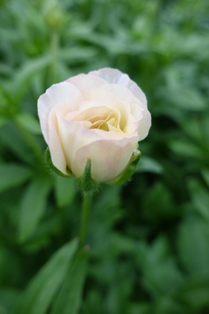 Ranunculus Butterfly™ Ariadne® - Green Works - Specialist in Ranunculus