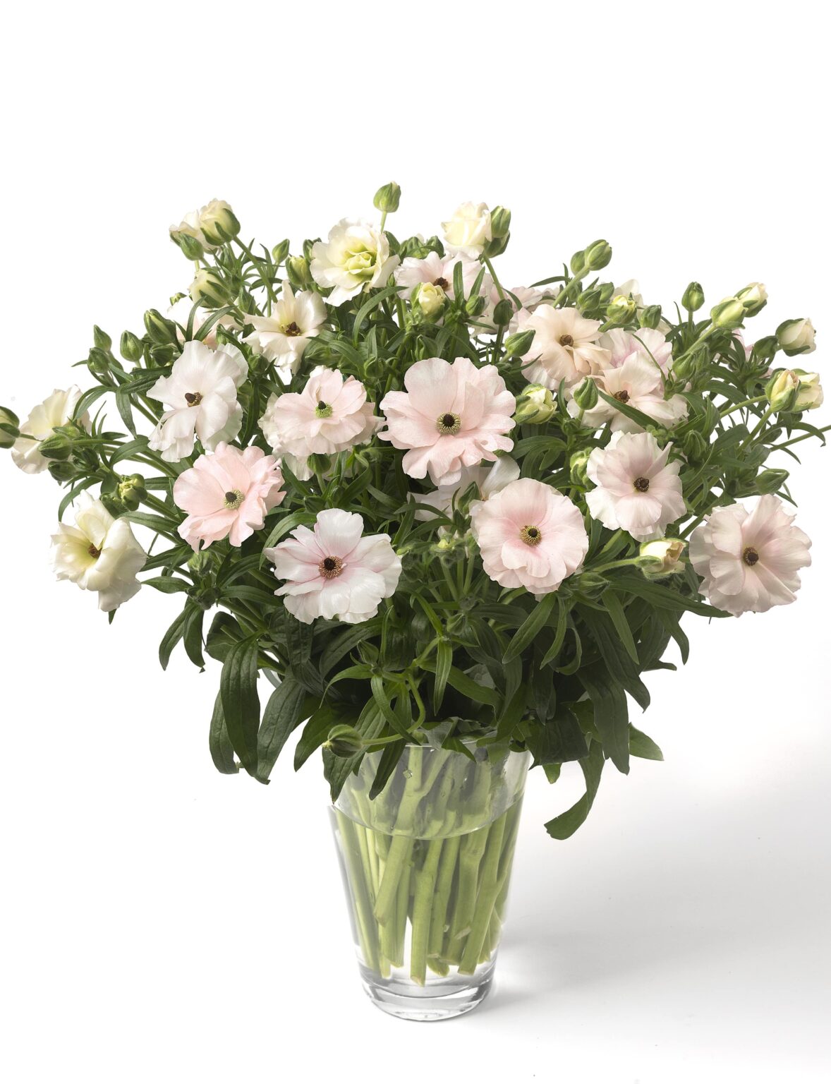 Cut Flowers - Green Works - Specialist in Cut Flowers