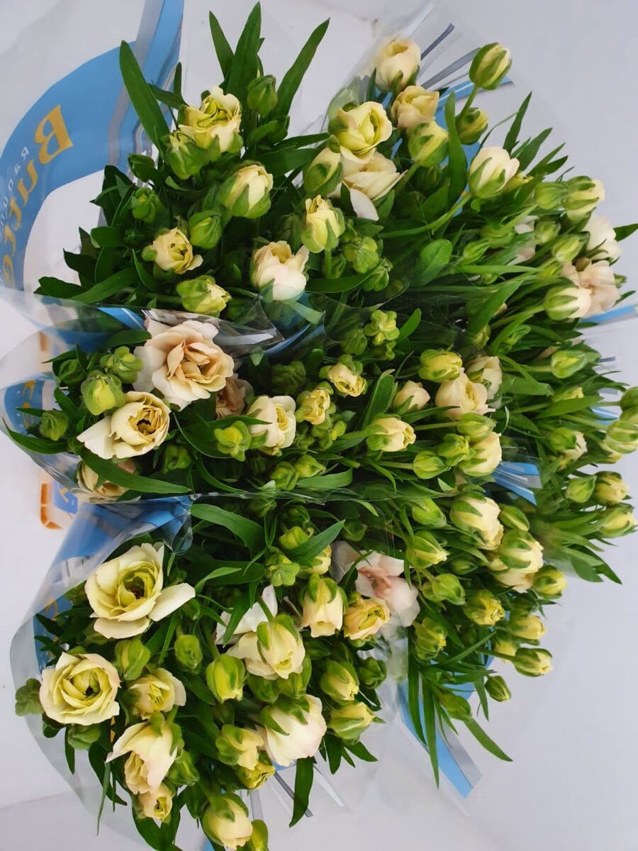 Ranunculus Butterfly™ Ariadne® - Green Works - Specialist in Ranunculus