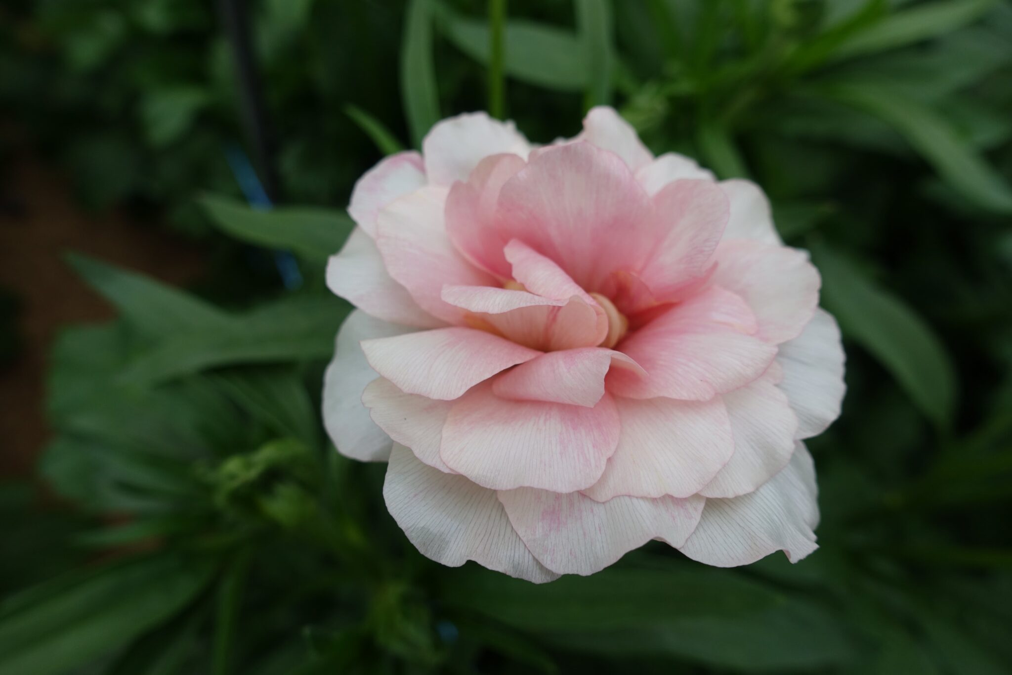 Ranunculus Butterfly™ Ariadne® - Green Works - Specialist in Ranunculus