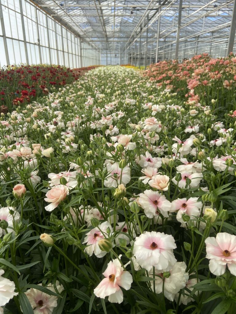 Ranunculus Butterfly™ Ariadne® - Green Works - Specialist in Ranunculus