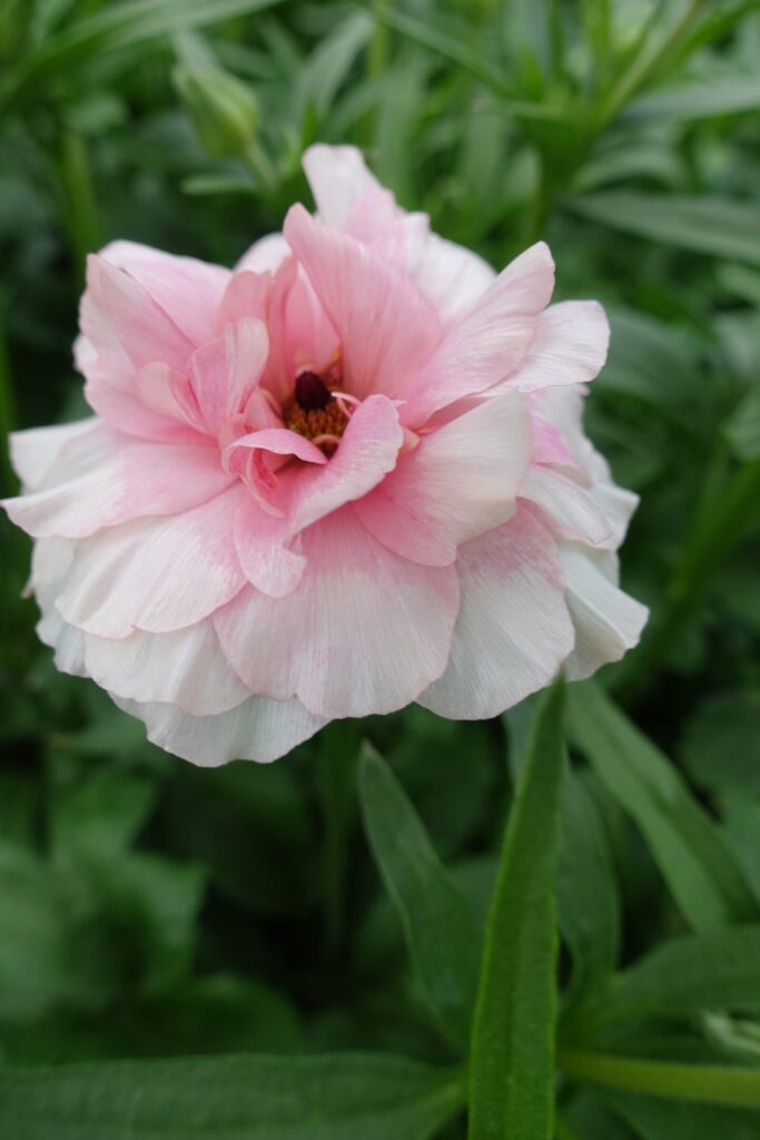 Ranunculus Butterfly™ Ariadne® - Green Works - Specialist in Ranunculus