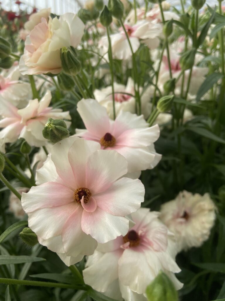 Ranunculus Butterfly™ Ariadne® - Green Works - Specialist in Ranunculus