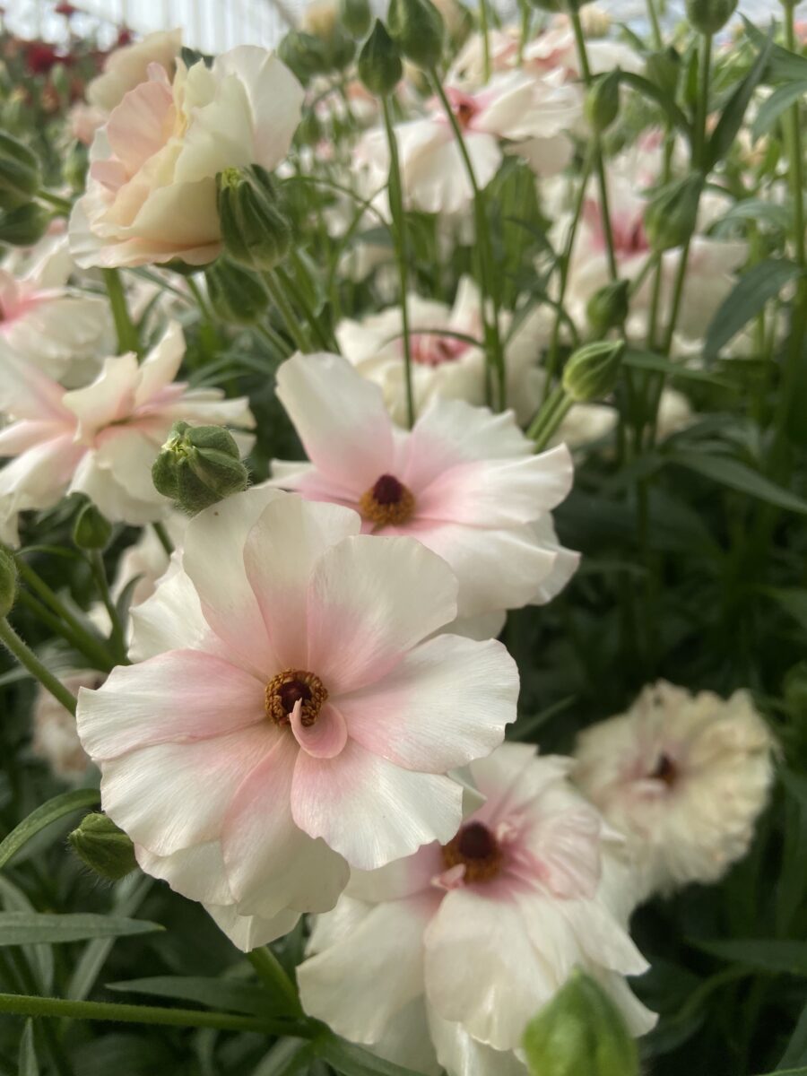 Ranunculus Butterfly™ Ariadne® - Green Works - Specialist in Ranunculus