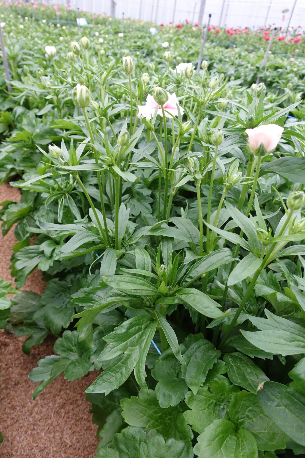 Ranunculus Butterfly™ Ariadne® - Green Works - Specialist in Ranunculus