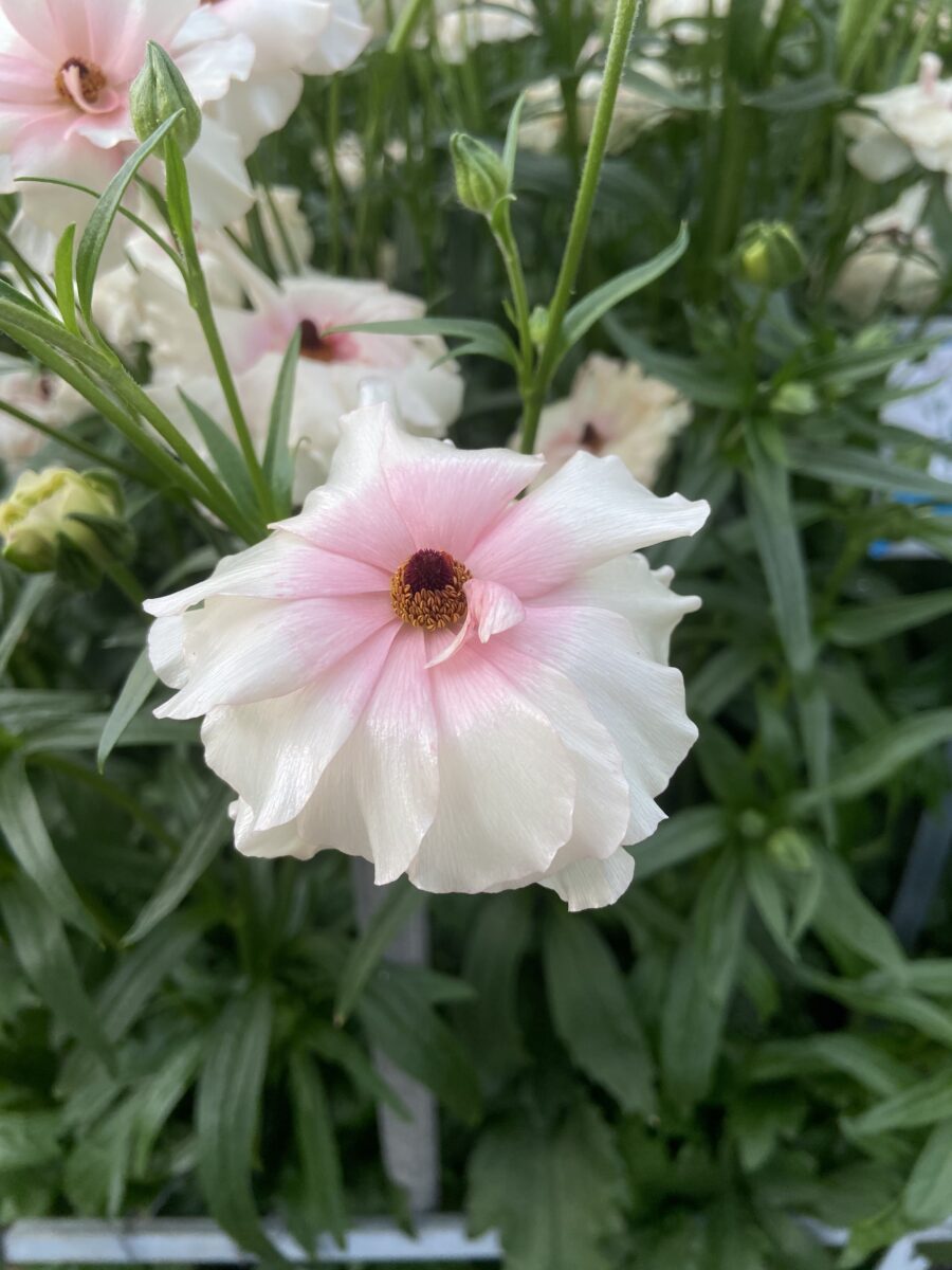 Ranunculus Butterfly™ Ariadne® - Green Works - Specialist in Ranunculus