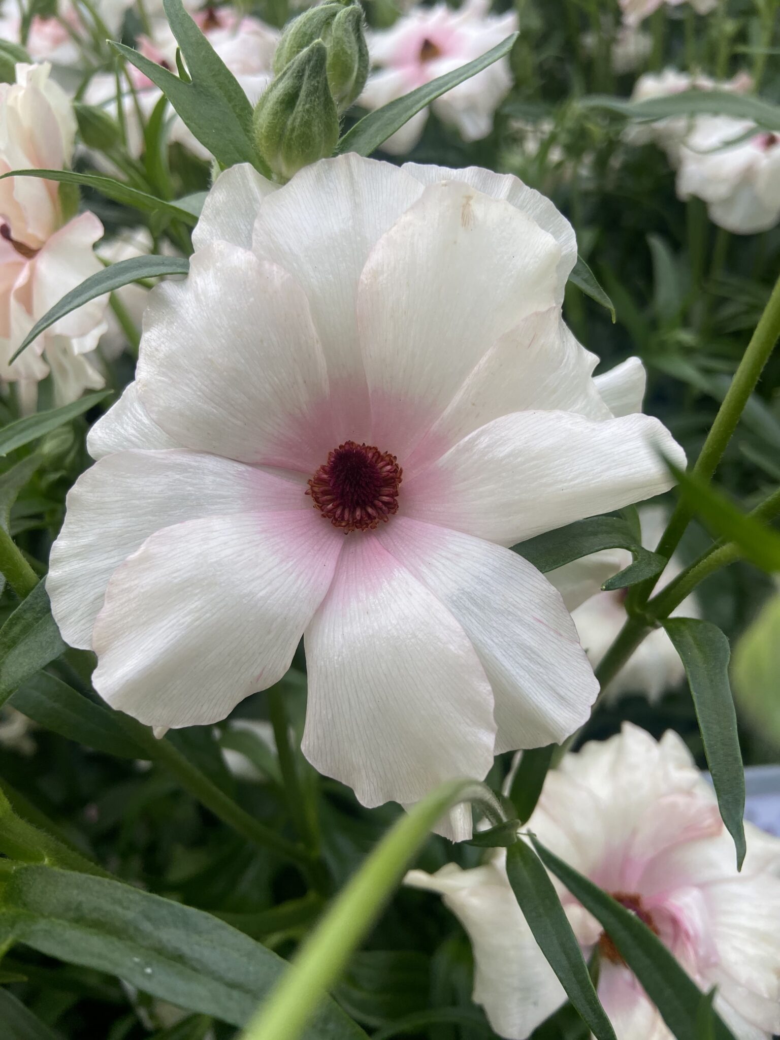 Ranunculus Butterfly™ Ariadne® - Green Works - Specialist in Ranunculus