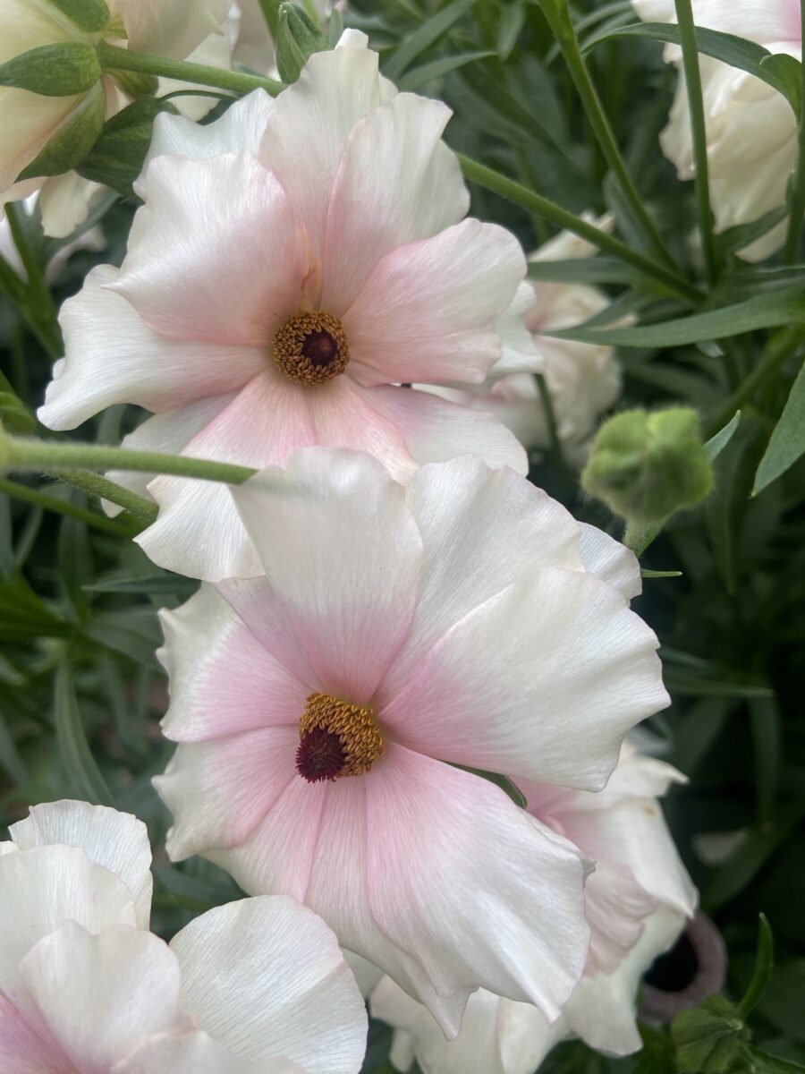 Ranunculus Butterfly™ Ariadne® - Green Works - Specialist in Ranunculus