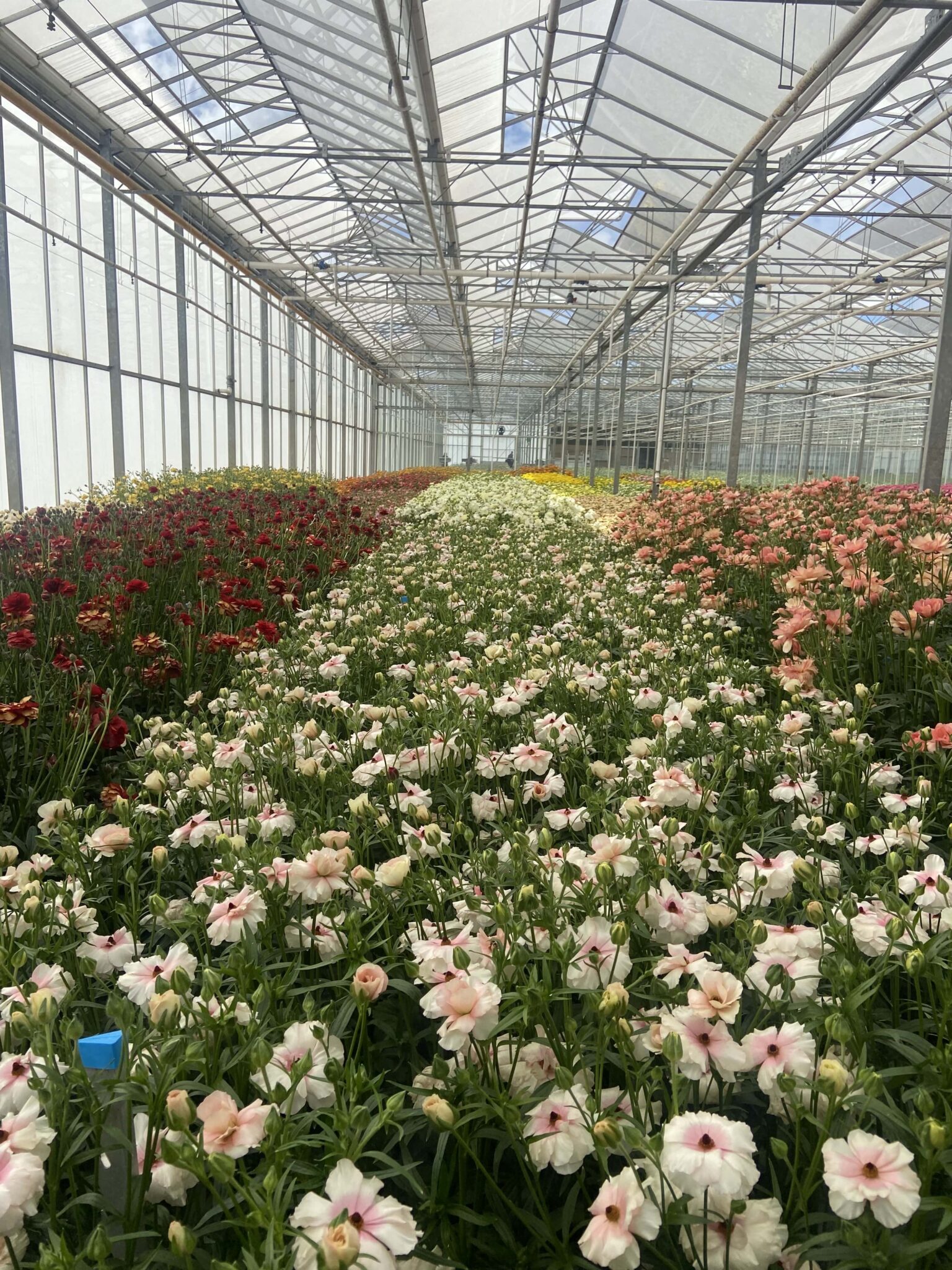 Ranunculus Butterfly™ Ariadne® - Green Works - Specialist in Ranunculus