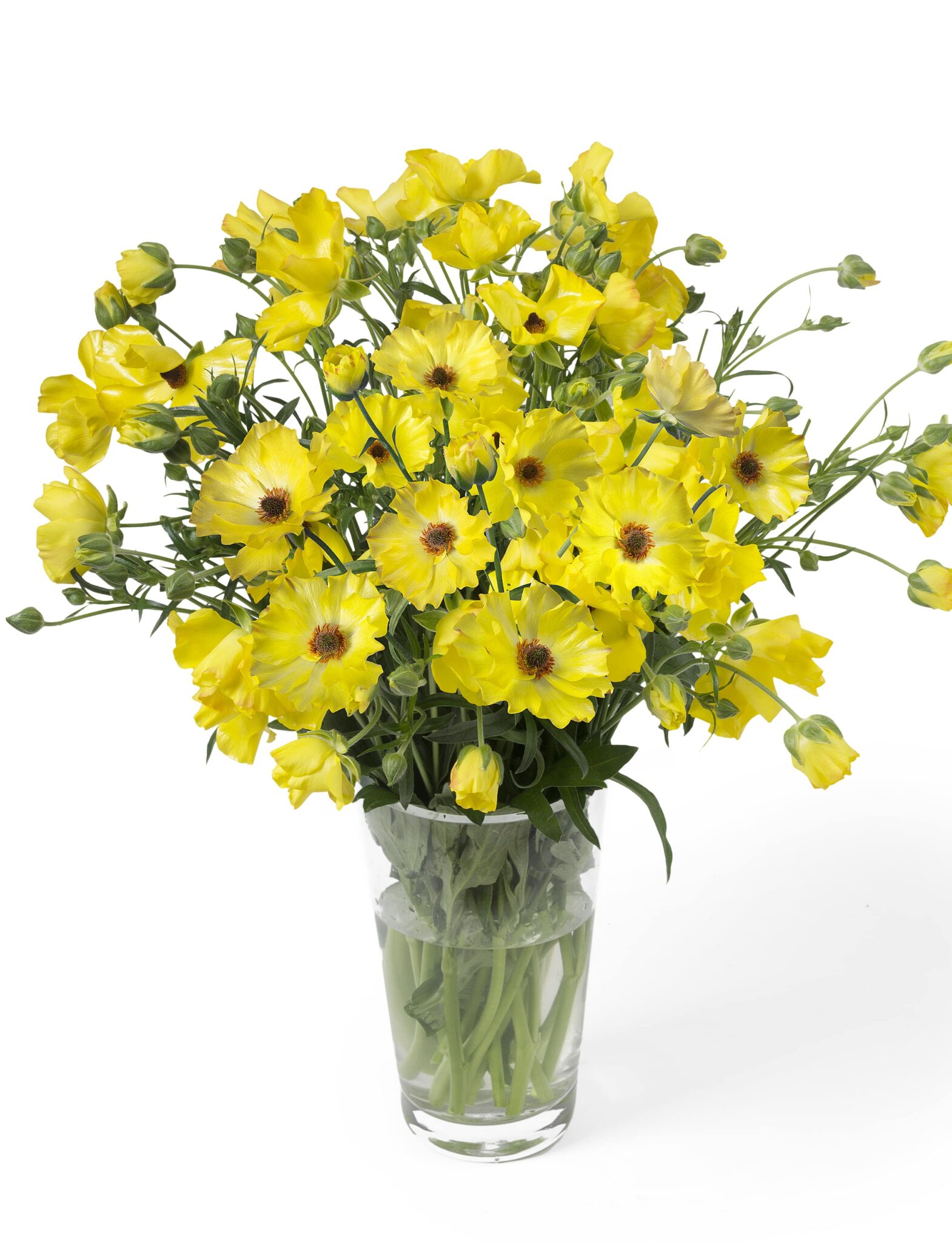 Ranunculus Butterfly™ (Cut flower) - Green Works - Specialist in Ranunculus