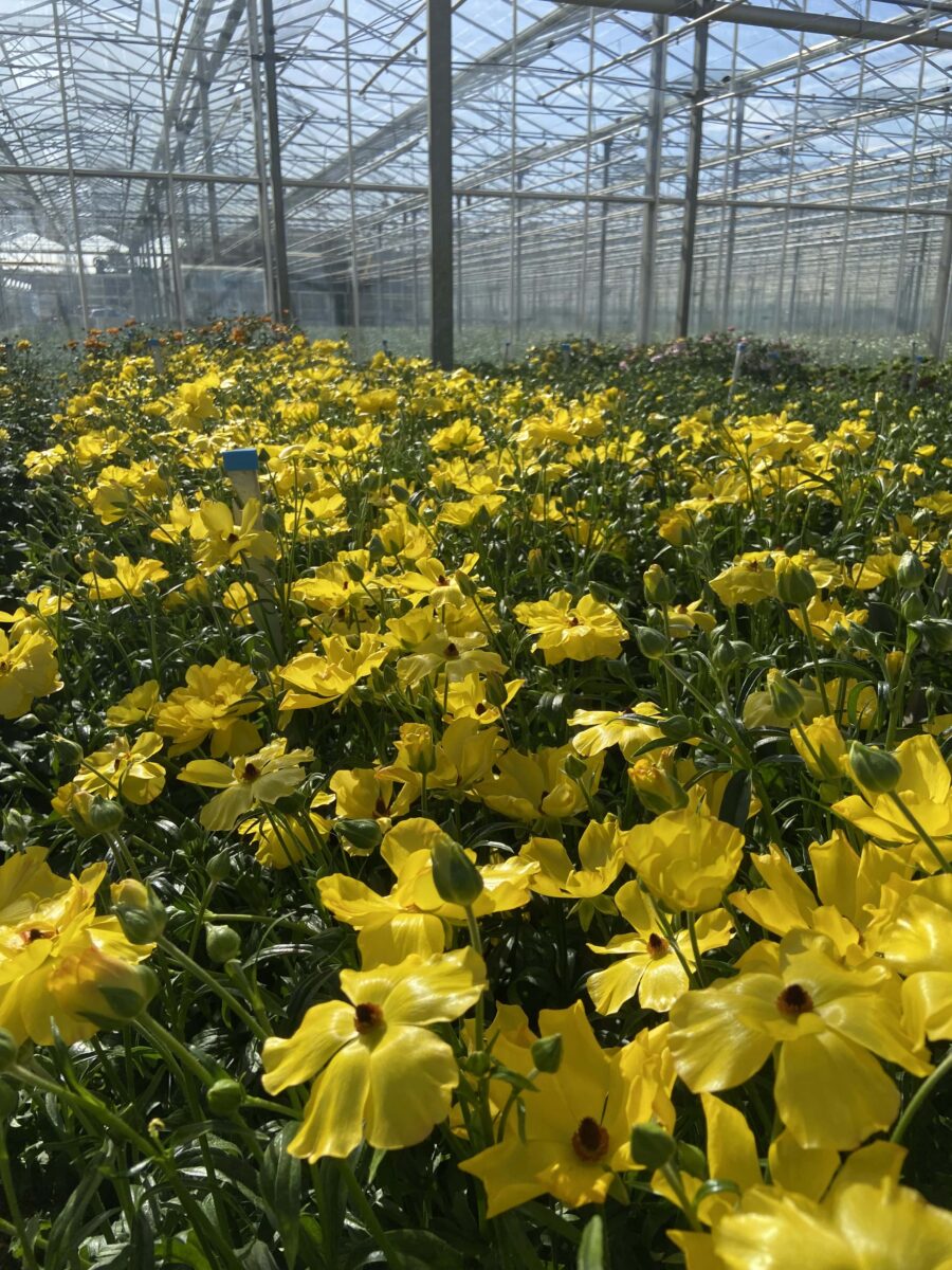 Ranunculus Butterfly™ Artemis® - Green Works - Specialist in Ranunculus