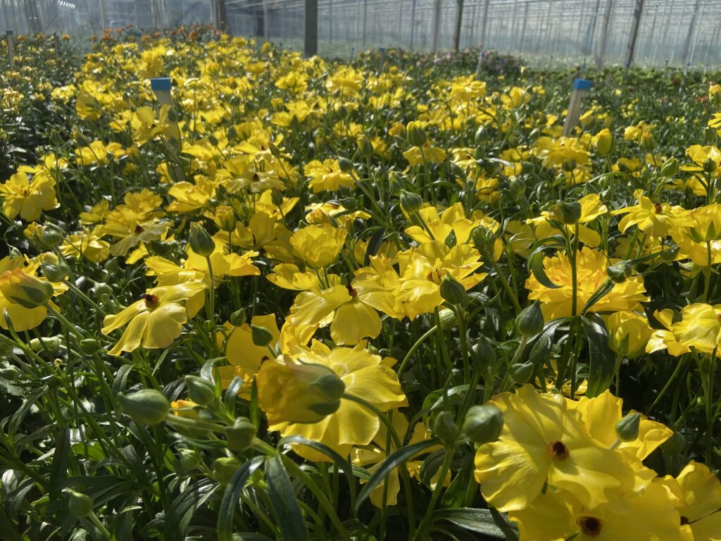 Ranunculus Butterfly™ Artemis® - Green Works - Specialist in Ranunculus