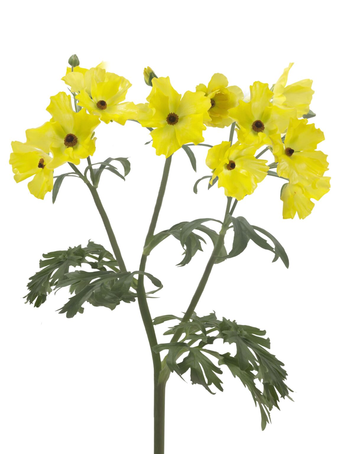 Ranunculus Butterfly™ (Cut flower) - Green Works - Specialist in Ranunculus