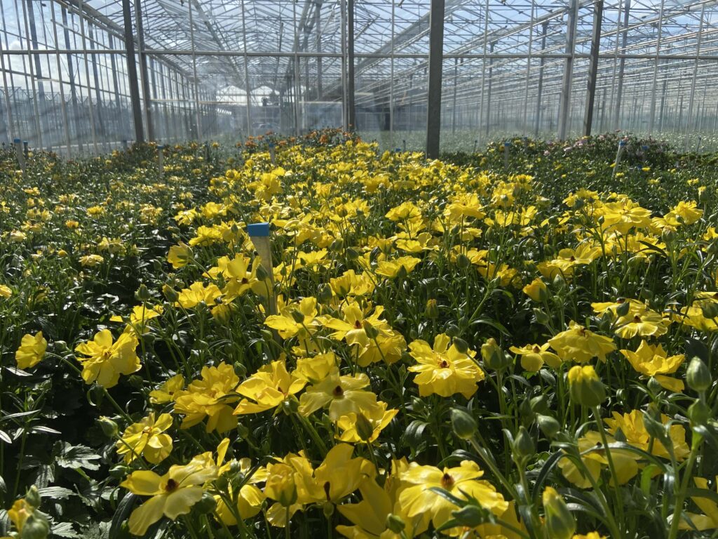 Ranunculus Butterfly™ Artemis® - Green Works - Specialist in Ranunculus