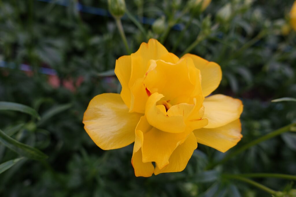 Ranunculus Butterfly™ Artemis® - Green Works - Specialist in Ranunculus
