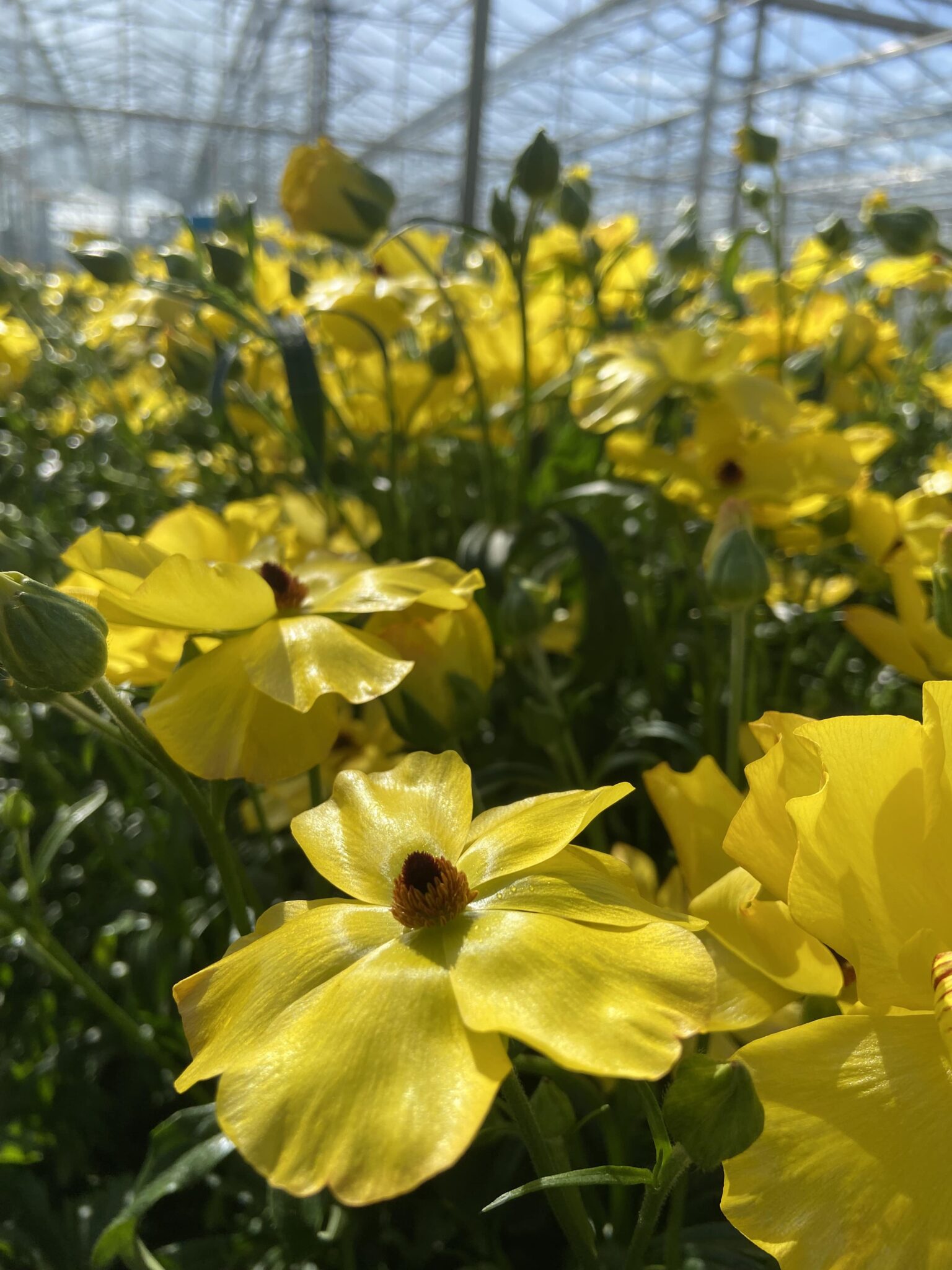 Ranunculus Butterfly™ Artemis® - Green Works - Specialist in Ranunculus