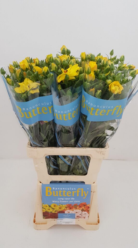 Ranunculus Butterfly™ Artemis® - Green Works - Specialist in Ranunculus