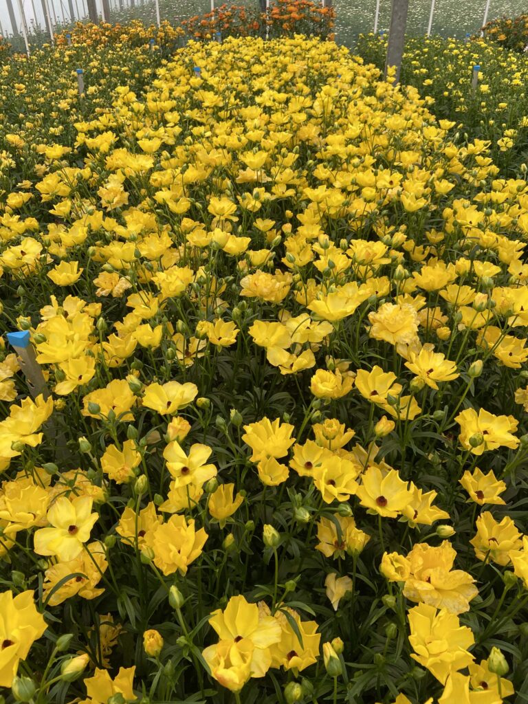 Ranunculus Butterfly™ Artemis® - Green Works - Specialist in Ranunculus