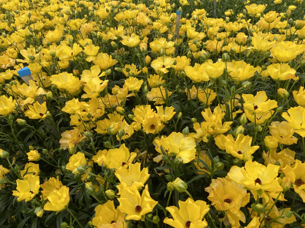 Ranunculus Butterfly™ Artemis® - Green Works - Specialist in Ranunculus