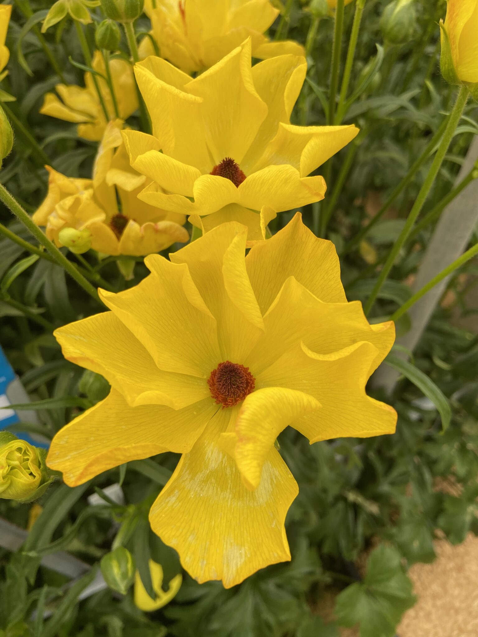 Ranunculus Butterfly™ Artemis® - Green Works - Specialist in Ranunculus