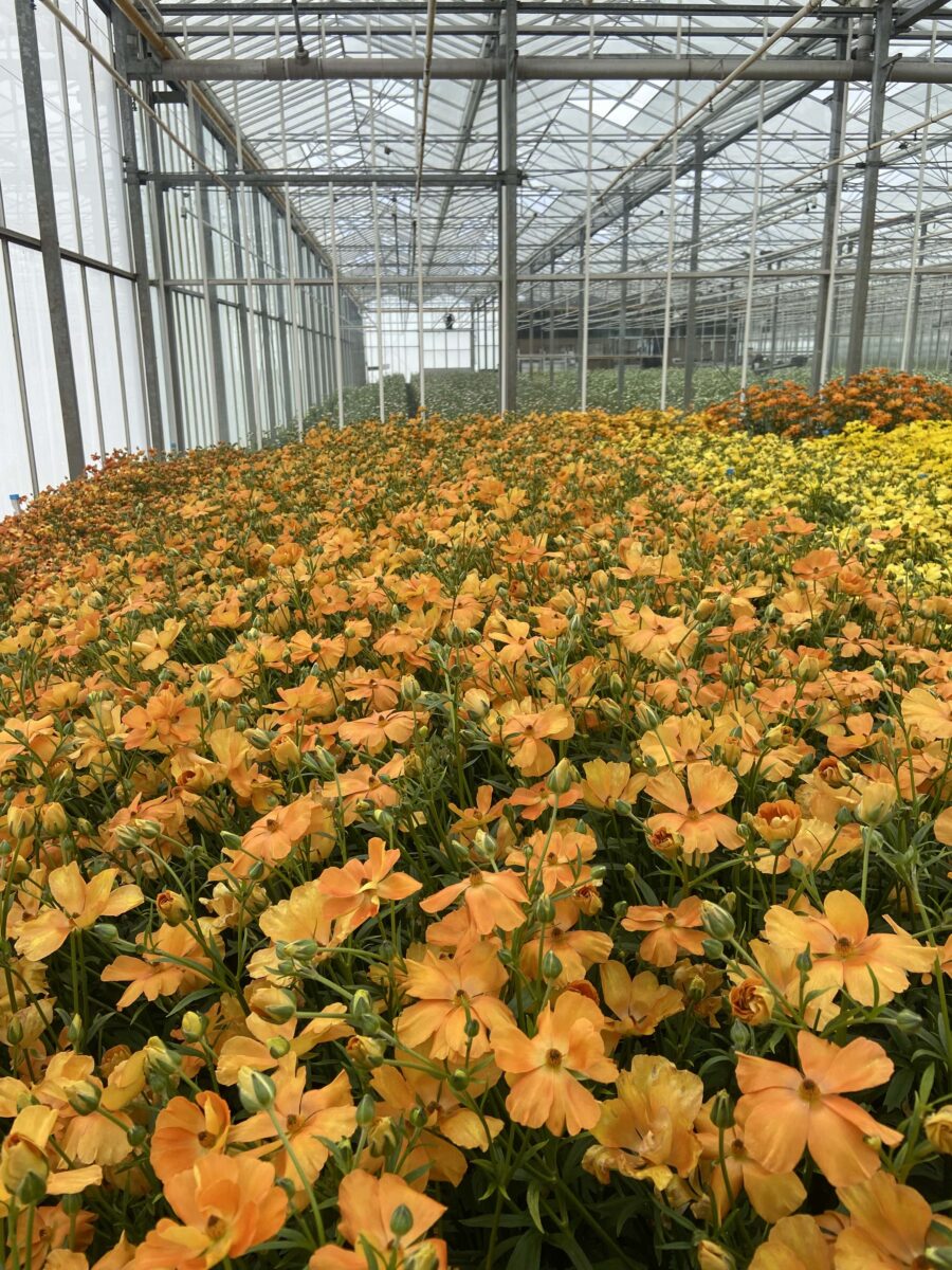 Ranunculus Butterfly™ Charis® - Green Works - Specialist in Ranunculus