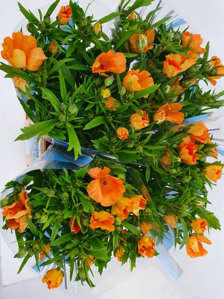 Ranunculus Butterfly™ Charis® - Green Works - Specialist in Ranunculus