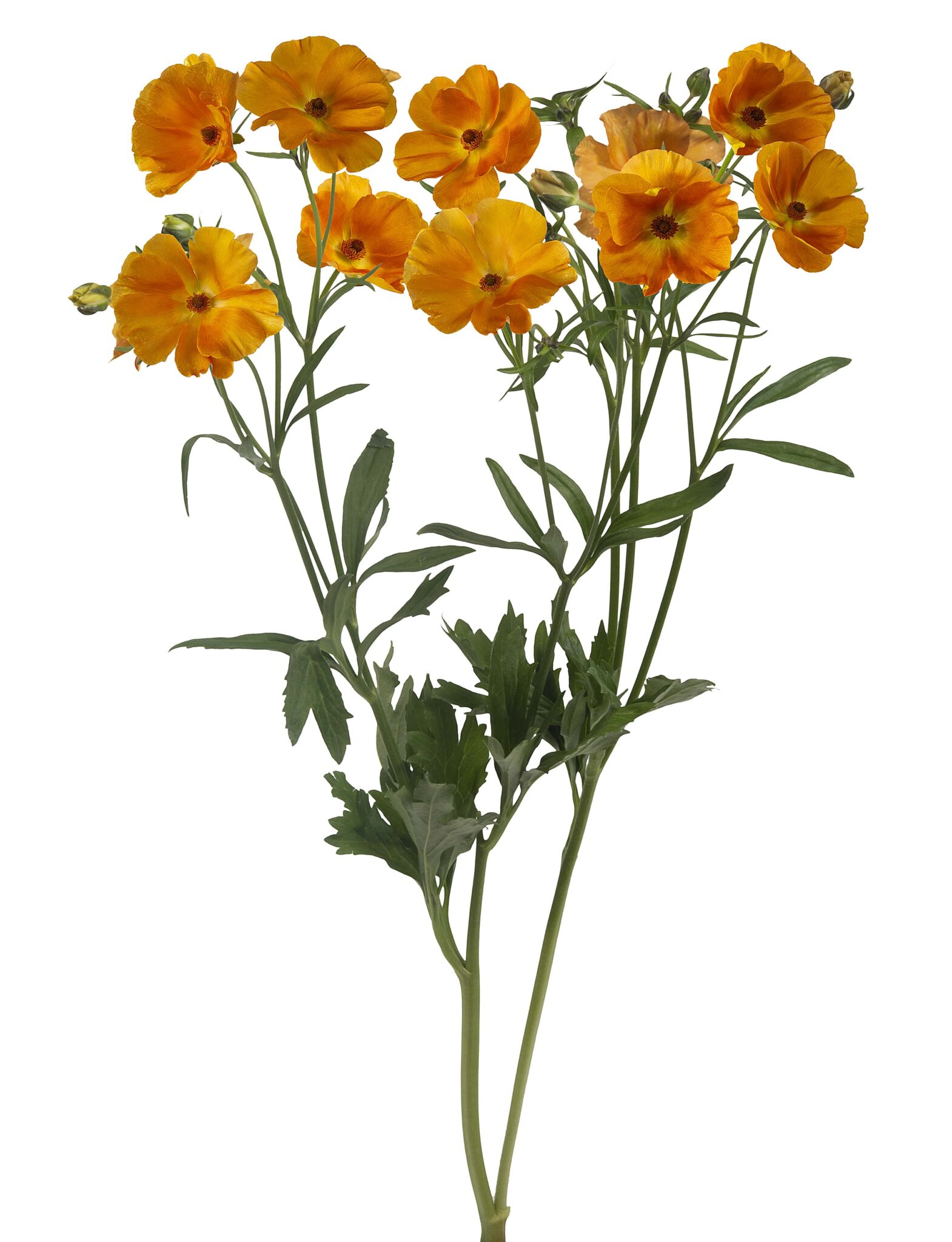 Ranunculus Butterfly™ (Cut flower) - Green Works - Specialist in Ranunculus